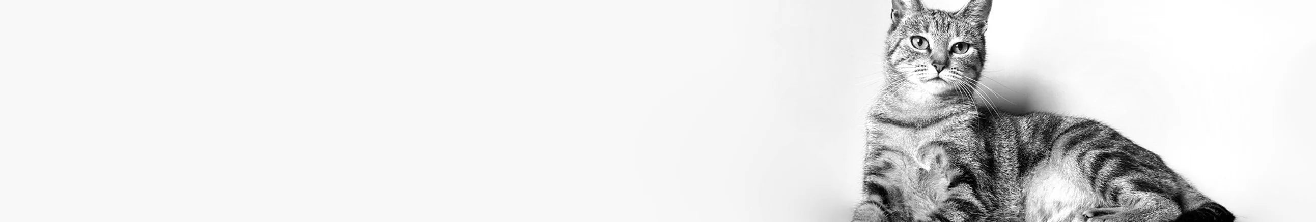 Cat Supplies: Toys, Treats & More | Shop Now – FUN. CAT STORE